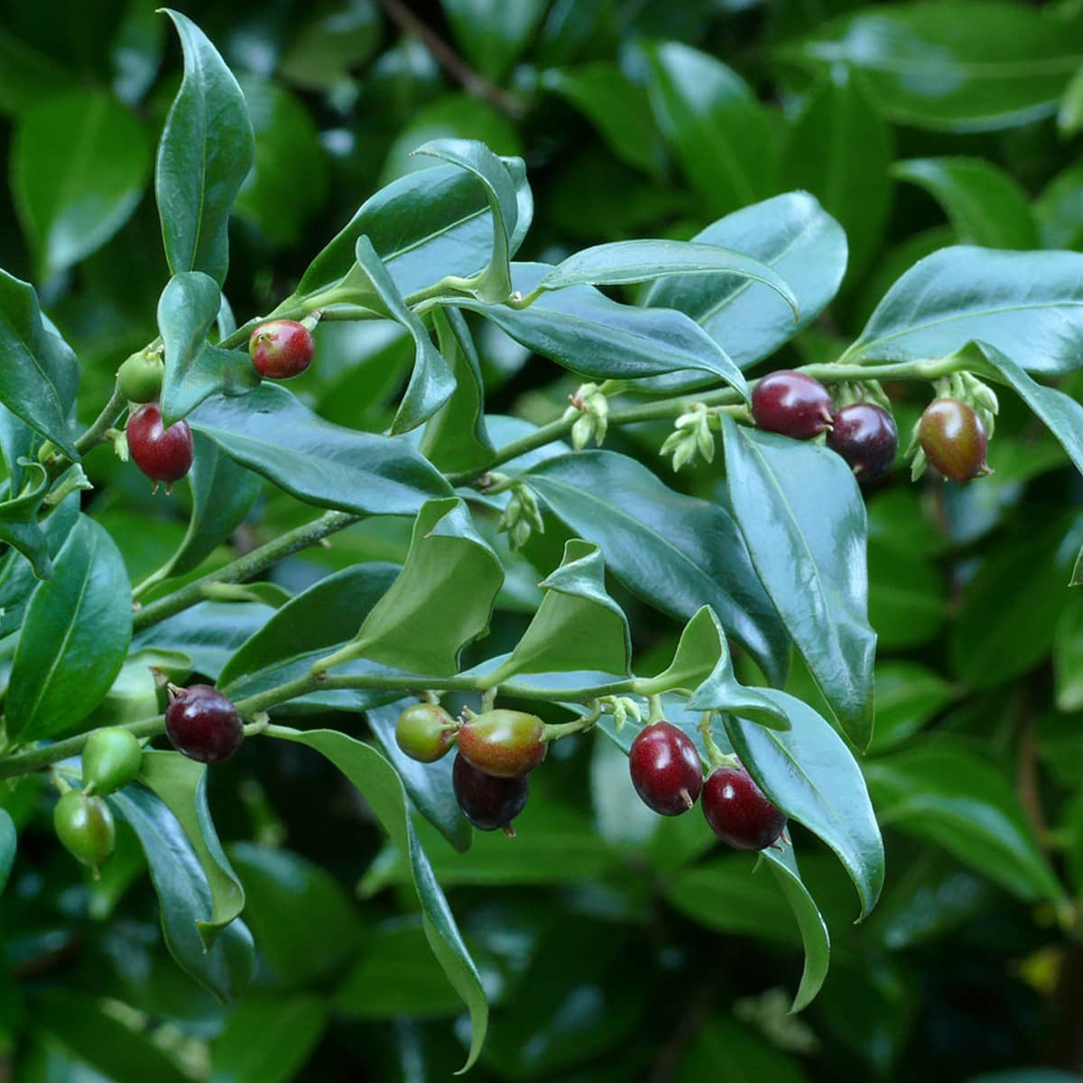 Sarcococca confusa| Sadowniczy.pl
