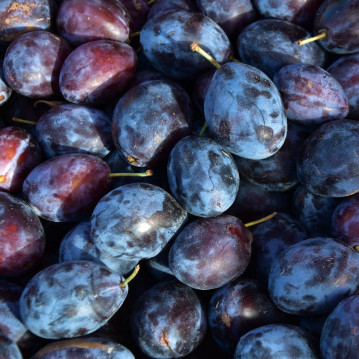 Śliwa Haganta – odmiana śliwy o dużych owocach