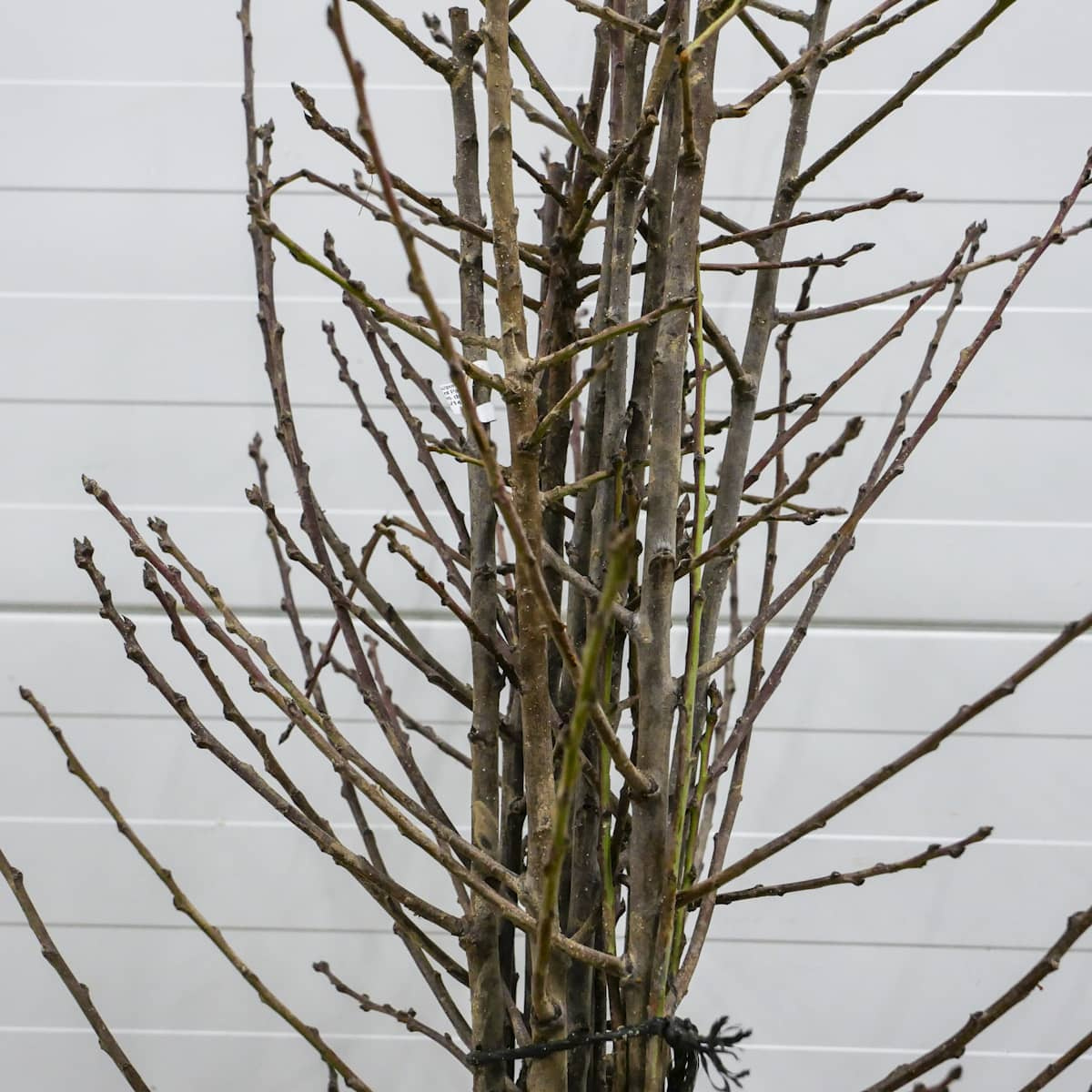 Śliwa Węgierka Dąbrowicka - Mrozoodporna Odmiana Śliwy