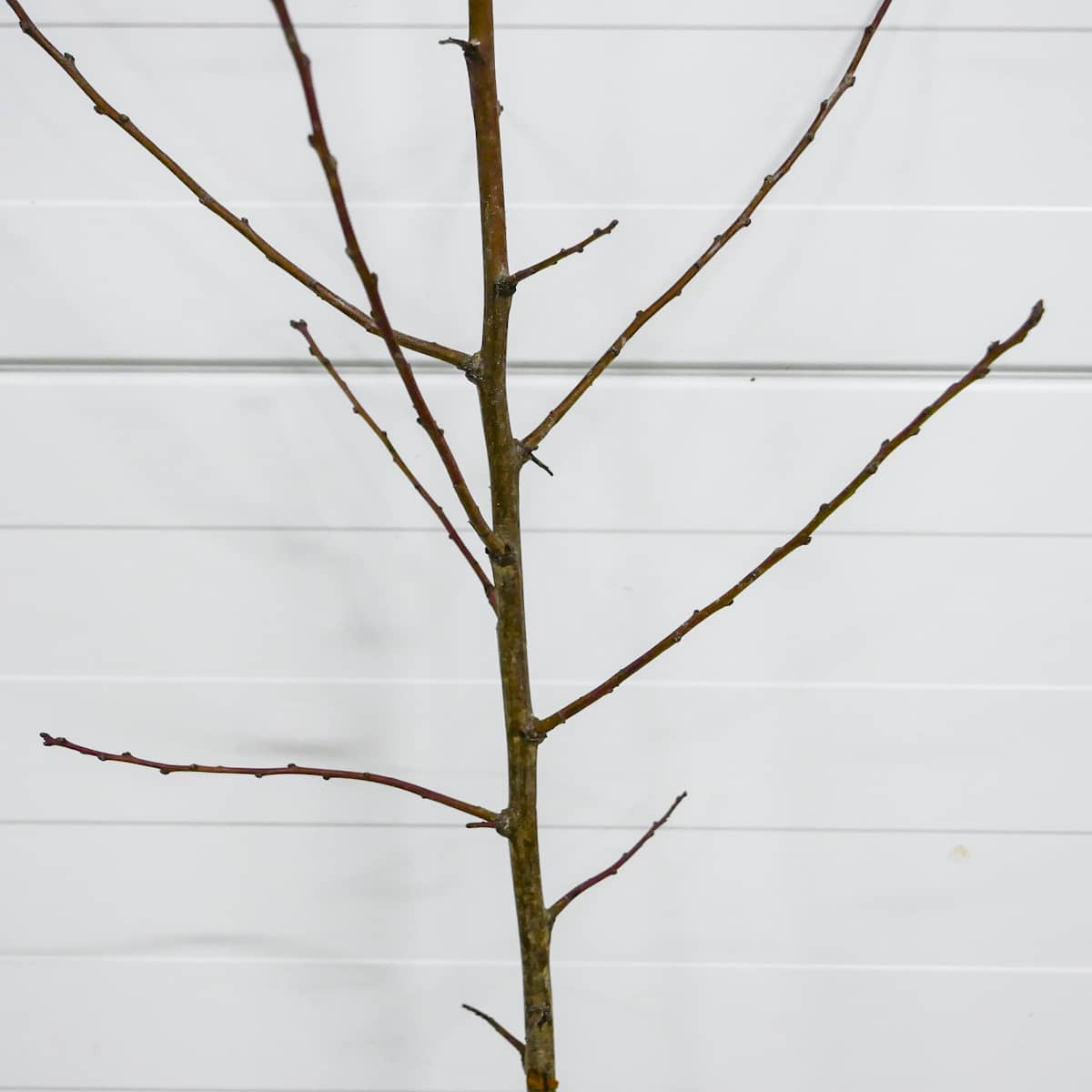 Śliwa Węgierka - Najlepsze Sadzonki Online | Sadowniczy.pl