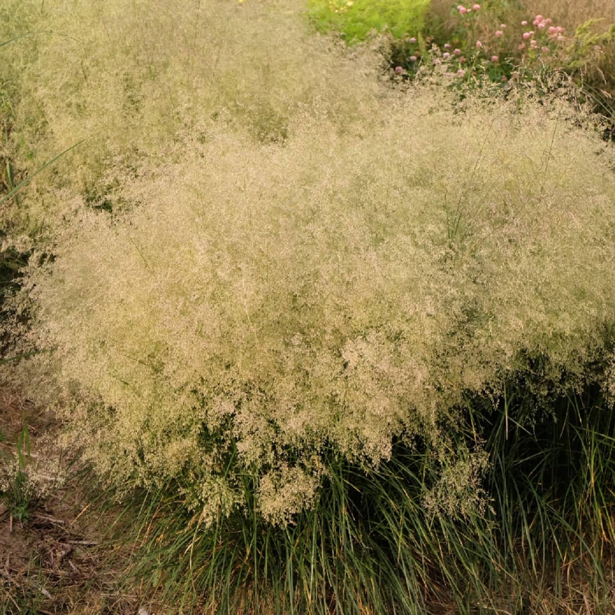 Śmiałek Darniowy Pixie Fountain (C2)| Sadowniczy.pl