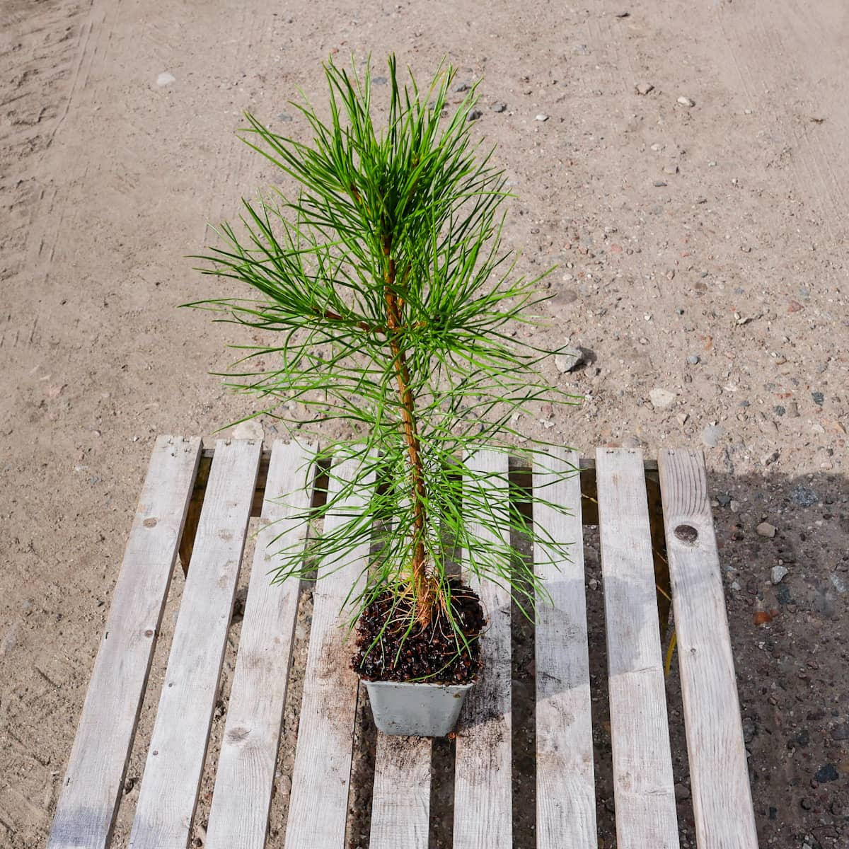 Sosna Banksa P9| Sadowniczy.pl