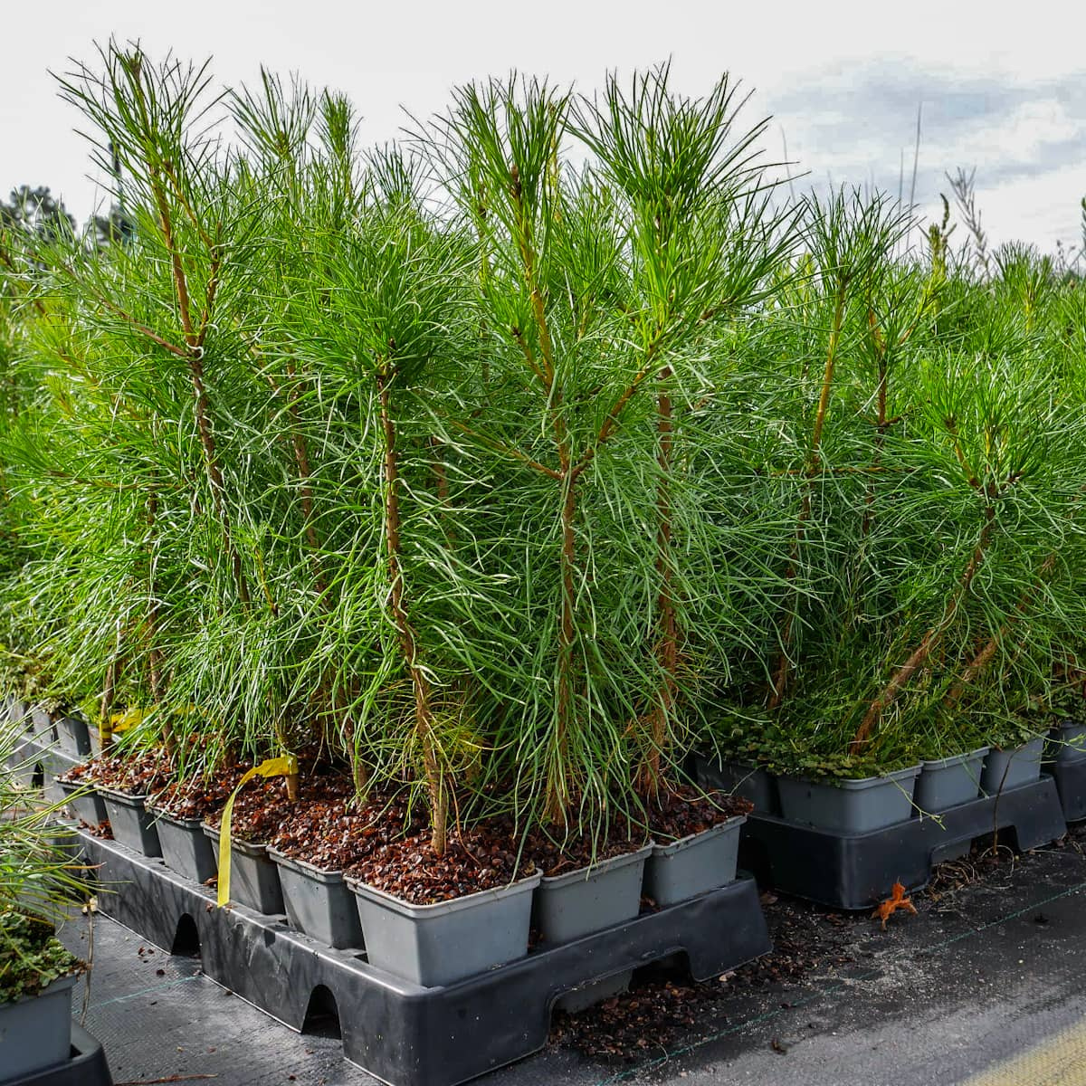 Sosna Banksa P9| Sadowniczy.pl