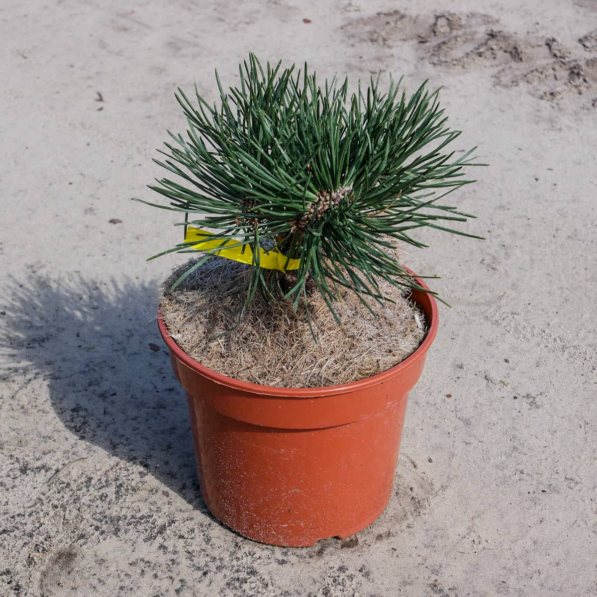 Sosna Thunberga Ogi| Sadowniczy.pl