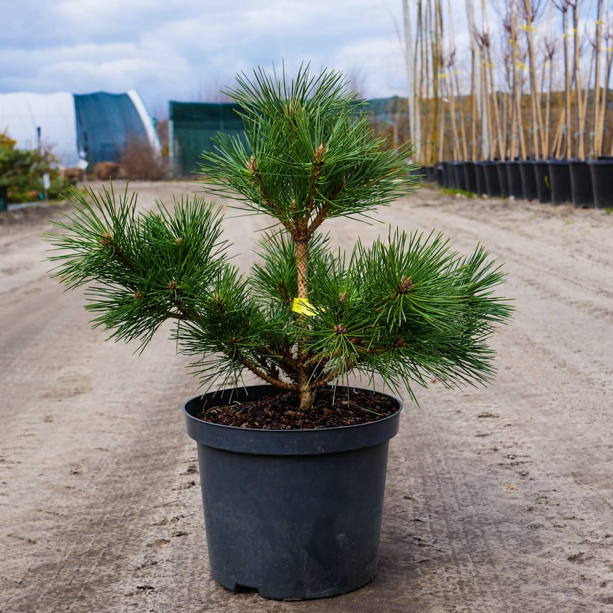 Sosna czerwona Watnong szczepiona na pniu Pa 40cm| Sadowniczy.pl
