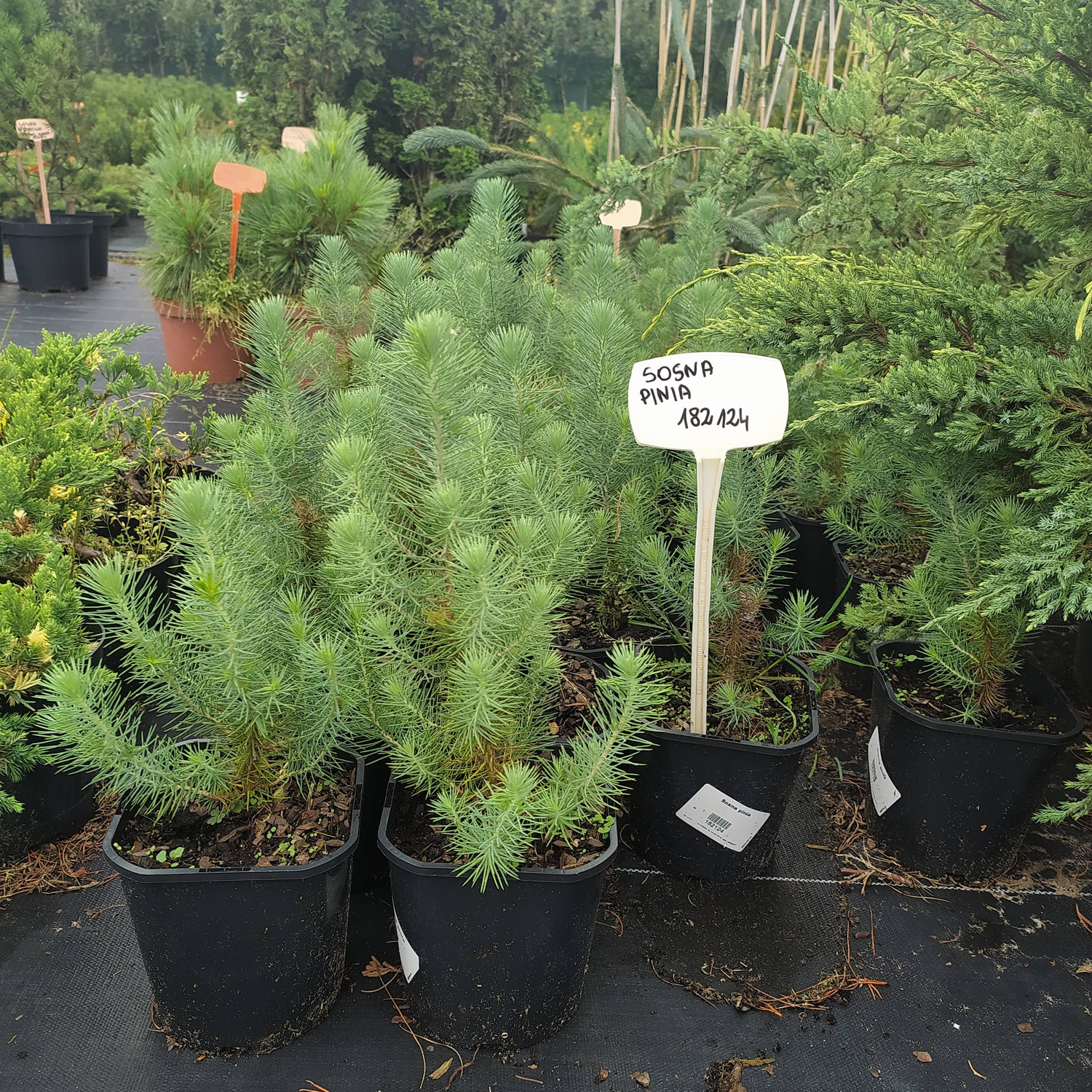 Sosna pinia (P9)| Sadowniczy.pl