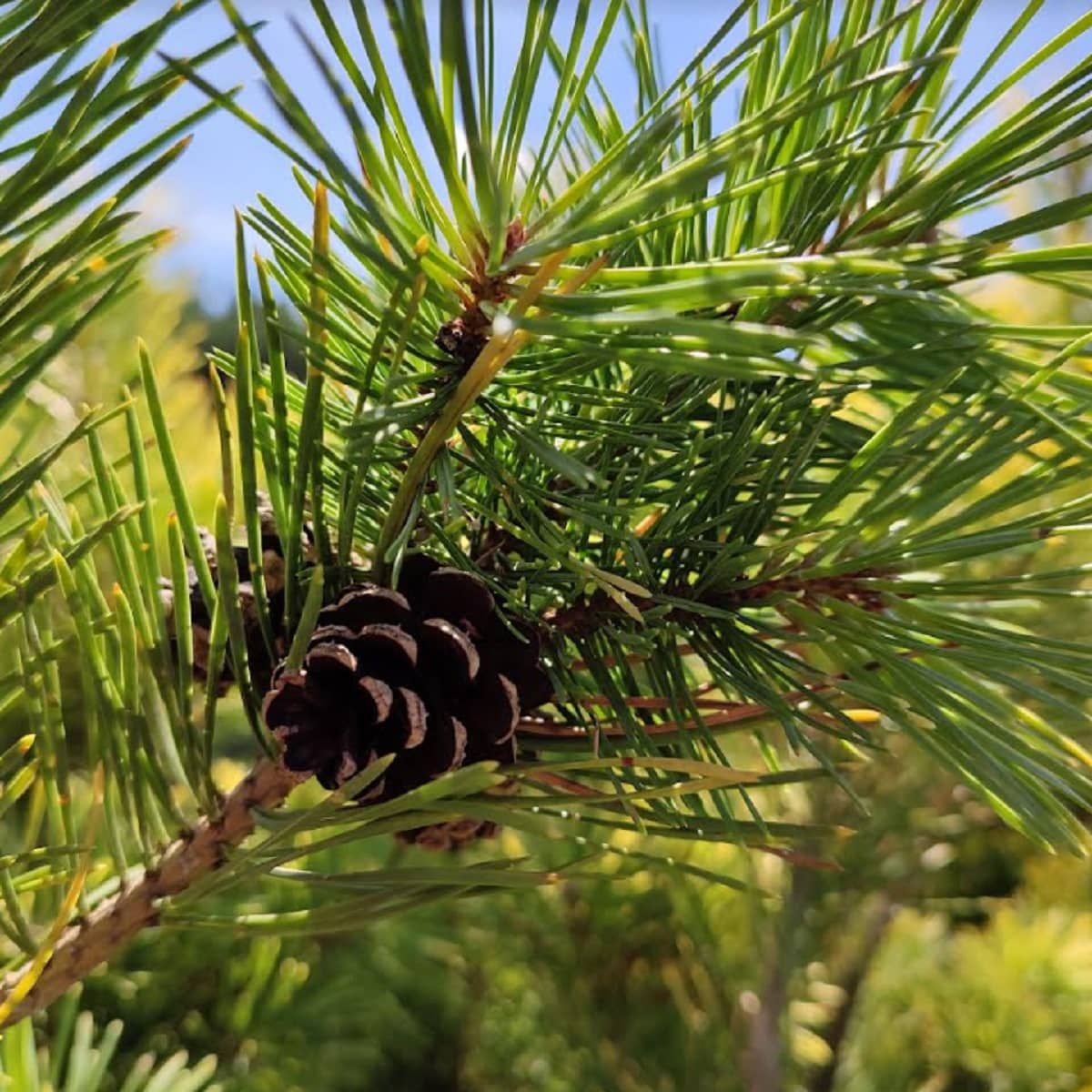 Sosna zwyczajna 'Aurea Nisbeth'| Sadowniczy.pl