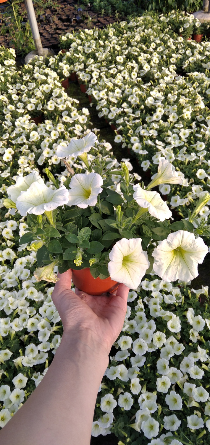 Surfinia Petunia Plus Popcorn Sadzonka NOWOŚĆ| Sadowniczy.pl