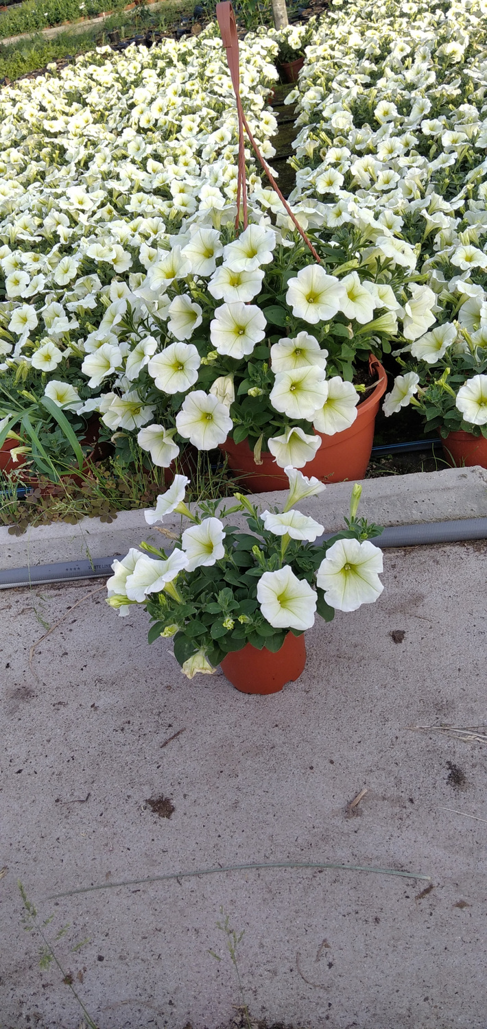 Surfinia Petunia Plus Popcorn Sadzonka NOWOŚĆ| Sadowniczy.pl