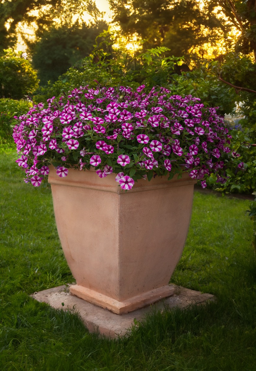 Surfinia Supertunia Mini Vista Pink Star samoczyszcząca| Sadowniczy.pl