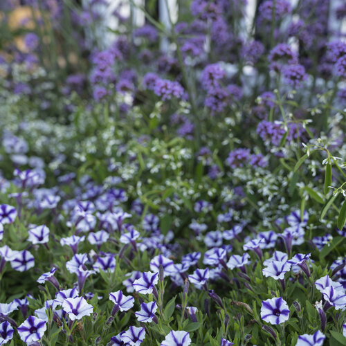 Surfinia Supertunia Mini Vista Violet Star samoczyszcząca| Sadowniczy.pl