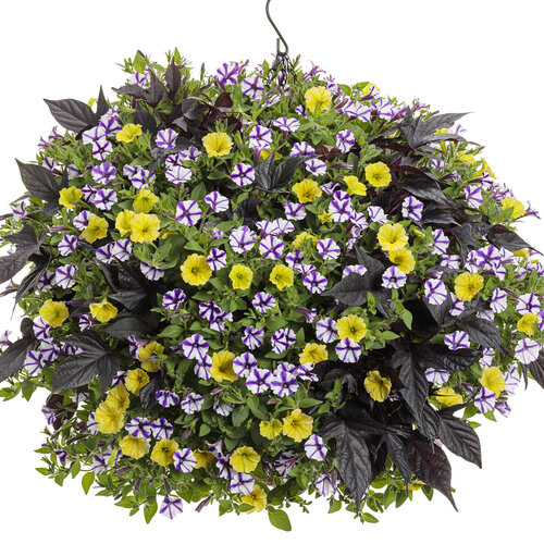 Surfinia Supertunia Mini Vista Violet Star samoczyszcząca| Sadowniczy.pl