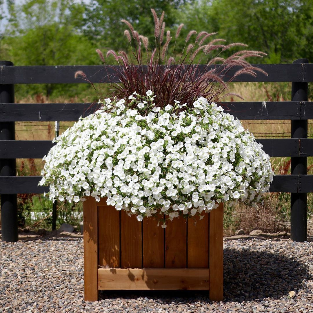 Surfinia Supertunia Vista SNOWDRIFT samoczyszcząca| Sadowniczy.pl