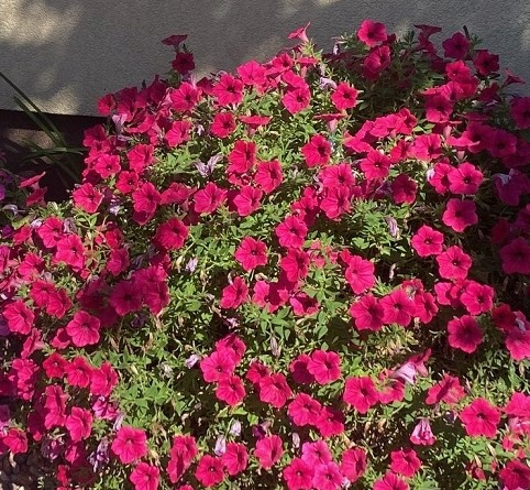 Surfinia różowo-czerwona Garden Supreme Raspberry| Sadowniczy.pl