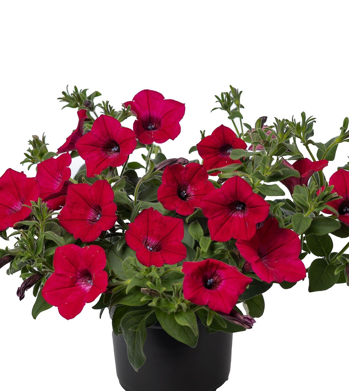 Surfinia różowo-czerwona Garden Supreme Raspberry| Sadowniczy.pl