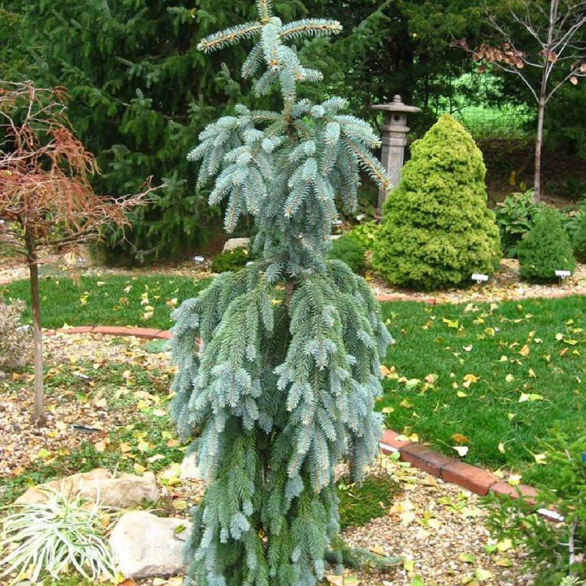 Świerk biały Pendula (C2) | Sadowniczy.pl