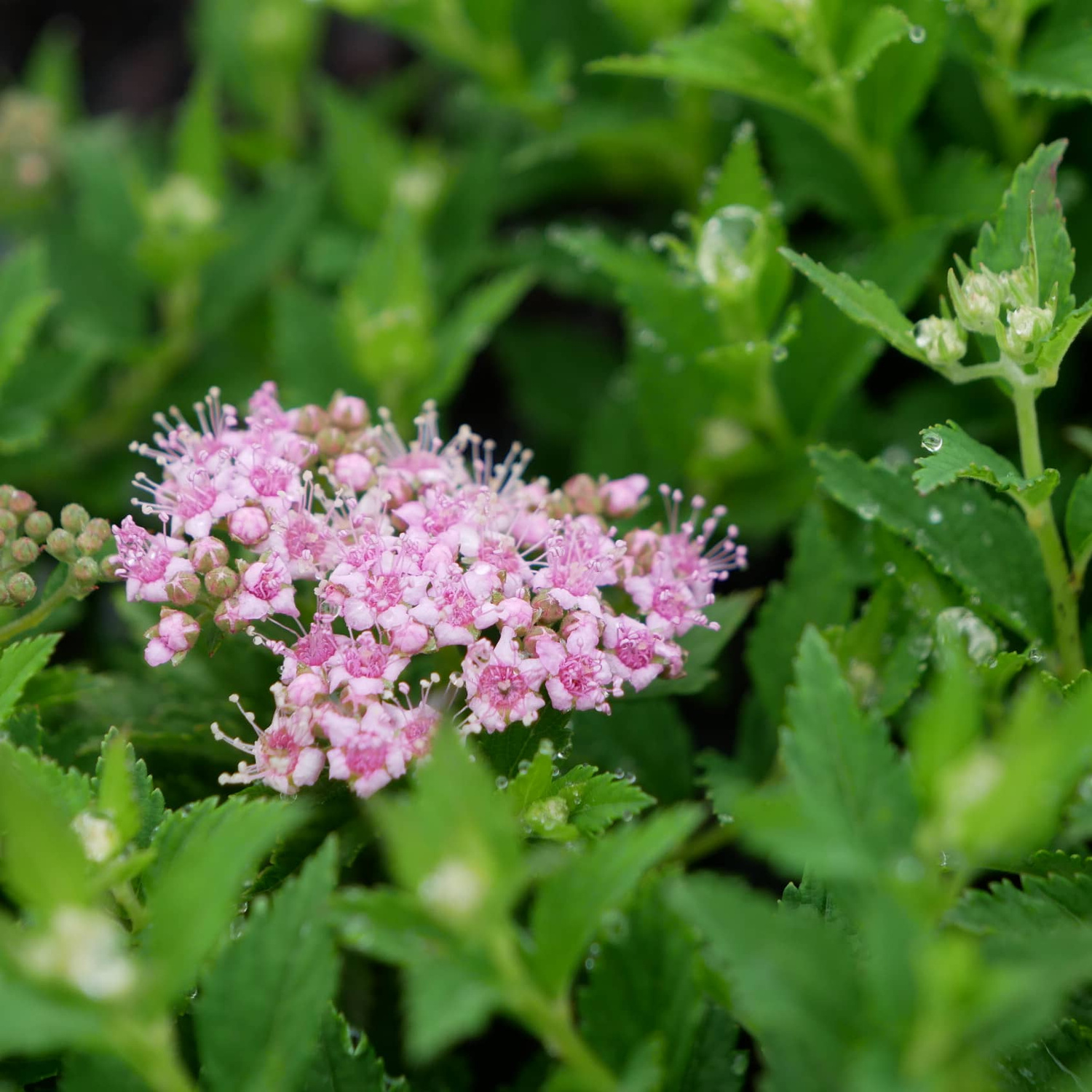 Tawuła japońska Nana (C1.7)| Sadowniczy.pl
