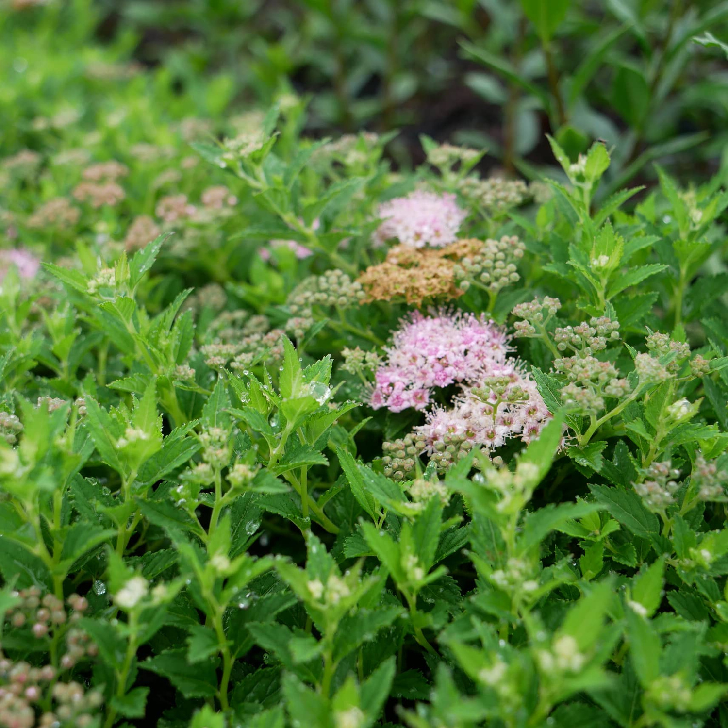 Tawuła japońska Nana (C1.7)| Sadowniczy.pl