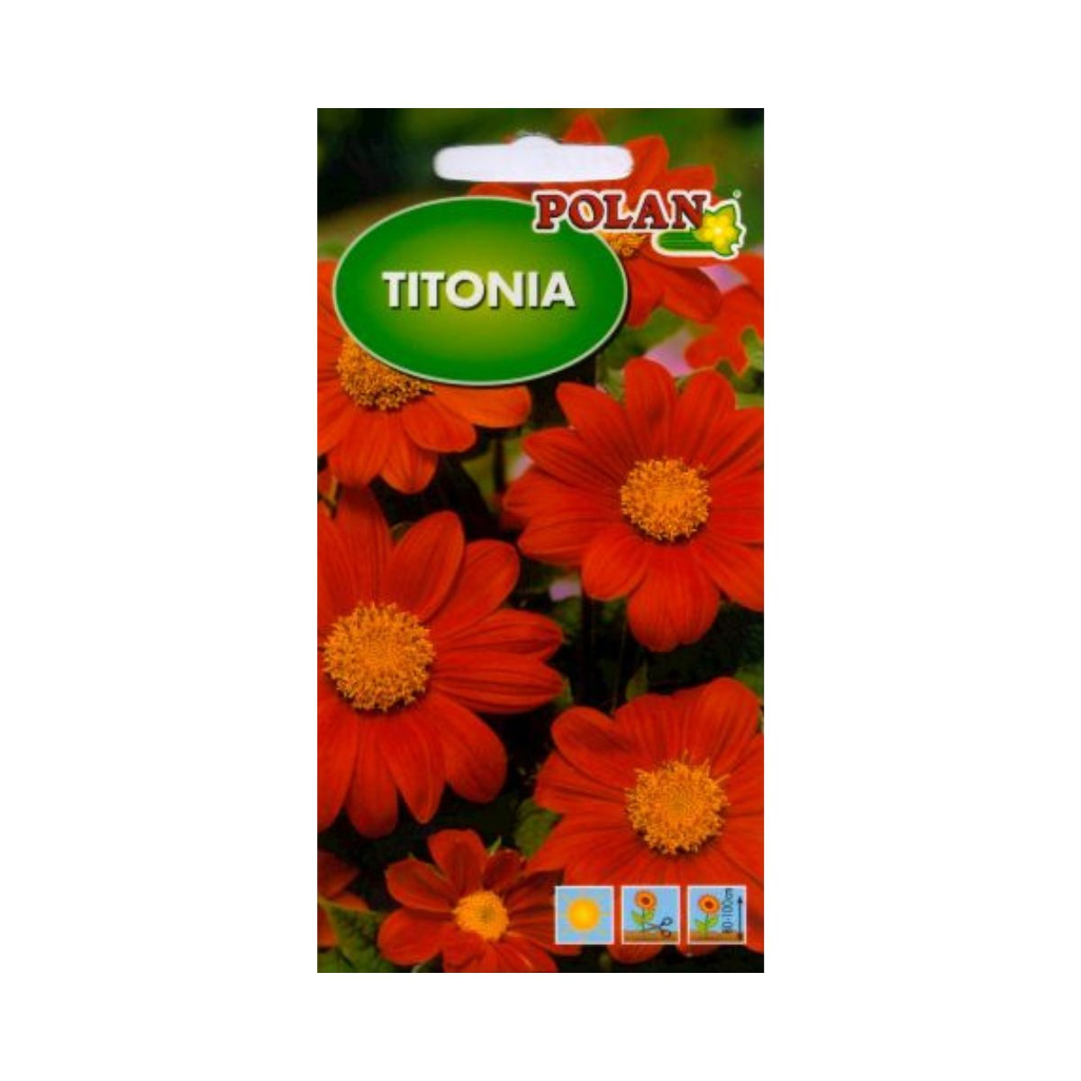 Titonia POMARAŃCZOWA 1G| Sadowniczy.pl