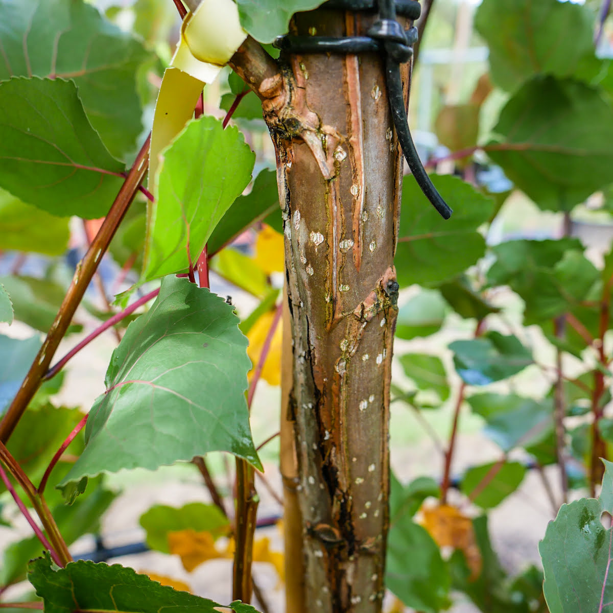 Topola amerykańska obw. 10-14cm C20| Sadowniczy.pl