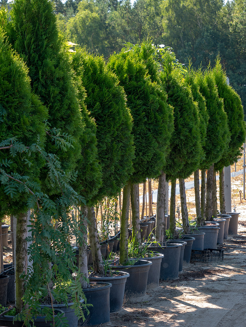 Tuja Thuja Smaragd Stożek| Sadowniczy.pl