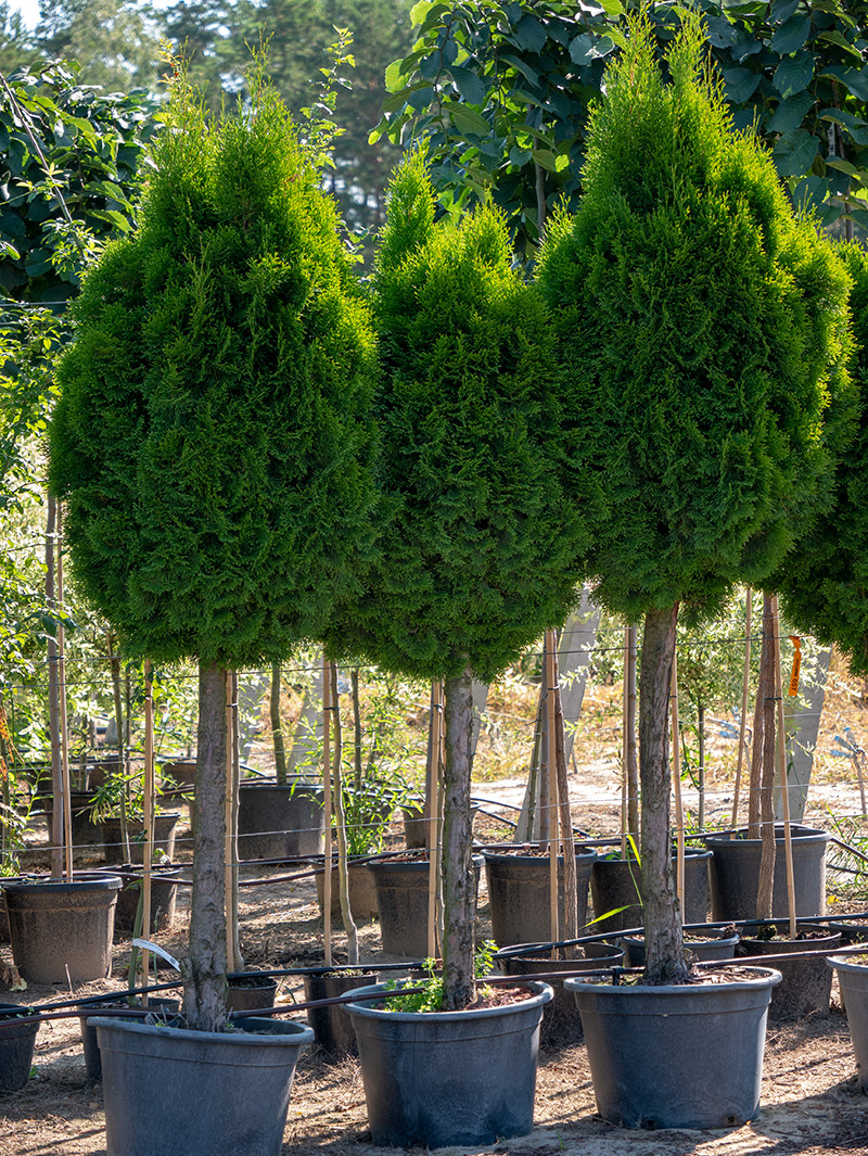Tuja Thuja Smaragd Stożek| Sadowniczy.pl