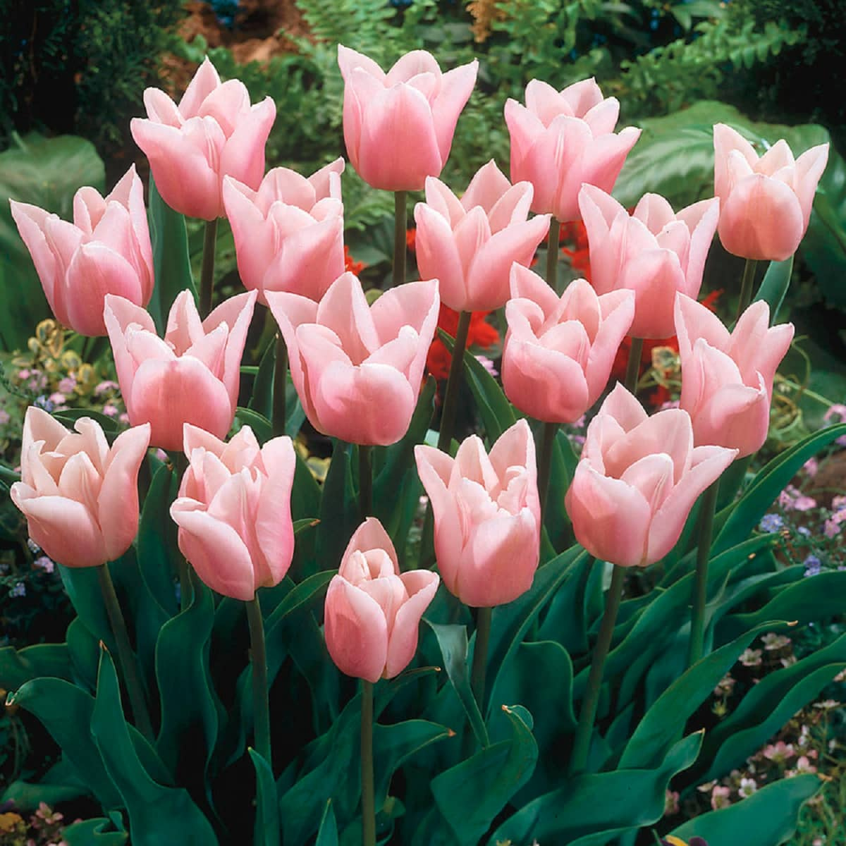 Tulipan Triumph Gabriella| Sadowniczy.pl