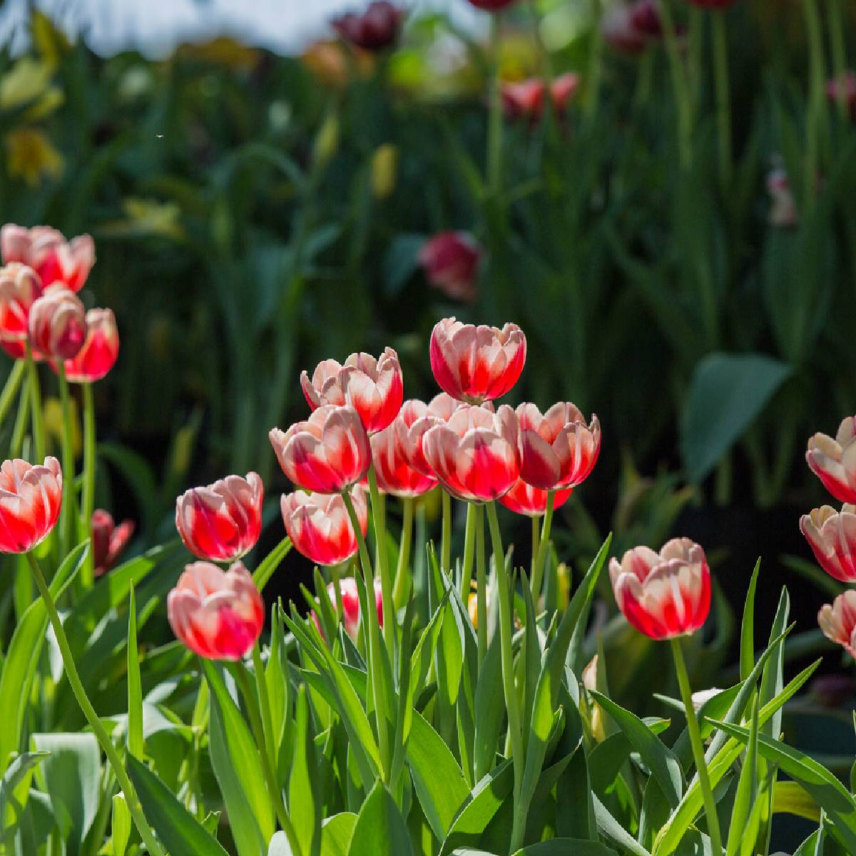 Tulipan Triumph Red - White| Sadowniczy.pl