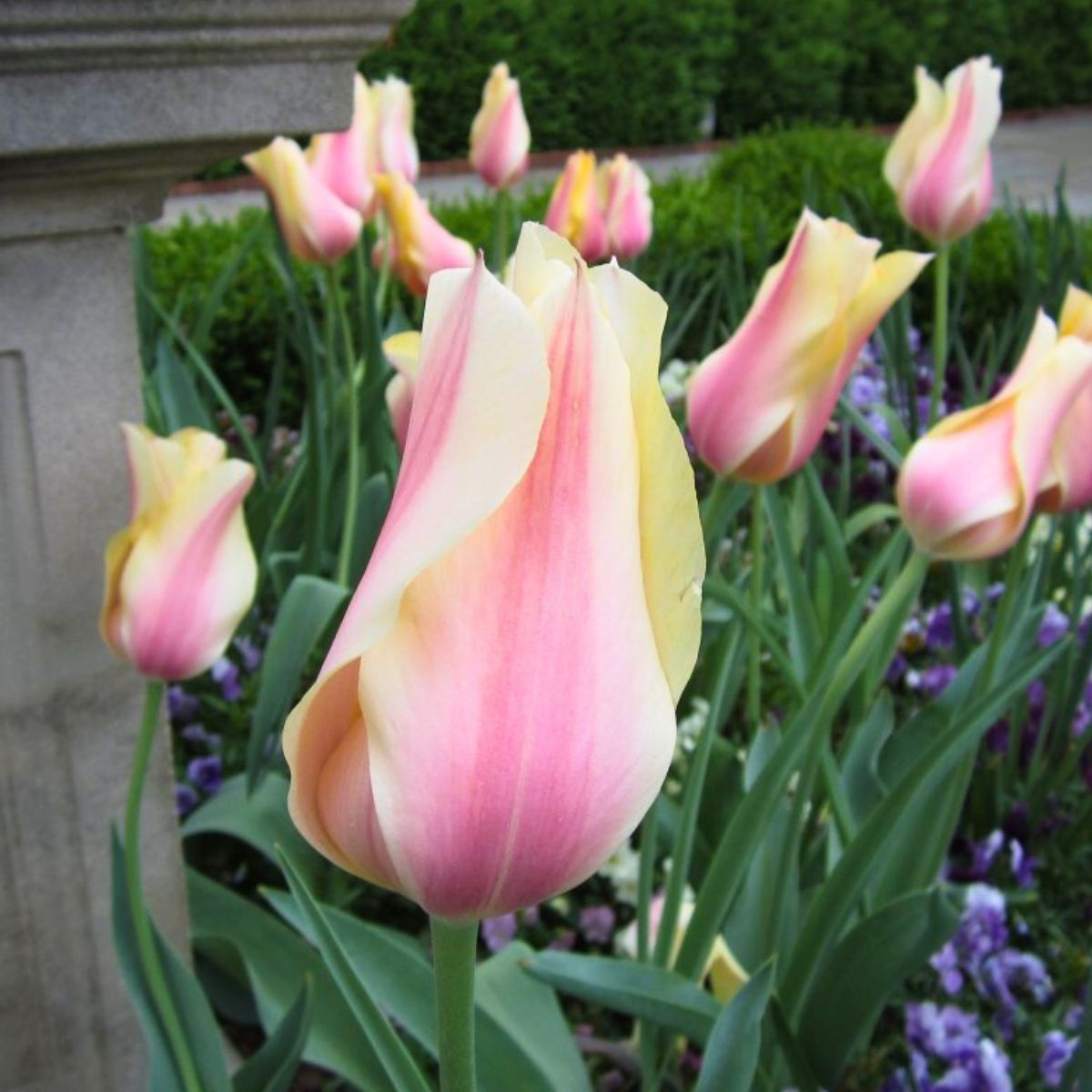 Tulipan Triumph Rose Blushing Lady| Sadowniczy.pl