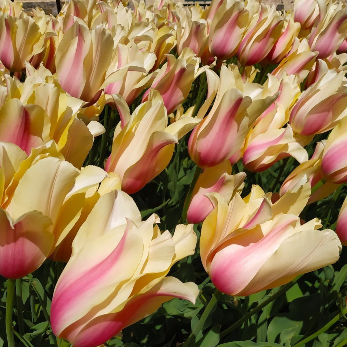 Tulipan Triumph Rose Blushing Lady| Sadowniczy.pl