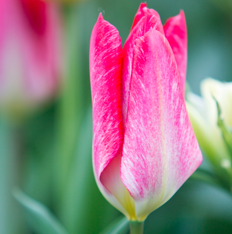 Tulipan niski Flaming Emperor| Sadowniczy.pl