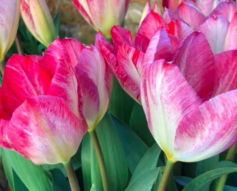 Tulipan niski Flaming Emperor| Sadowniczy.pl