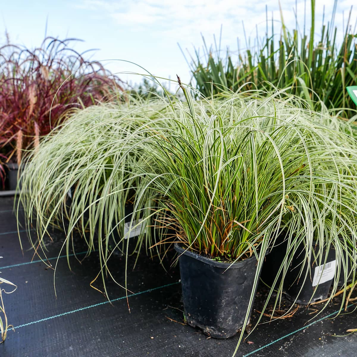 Turzyca Brunnea Variegata| Sadowniczy.pl