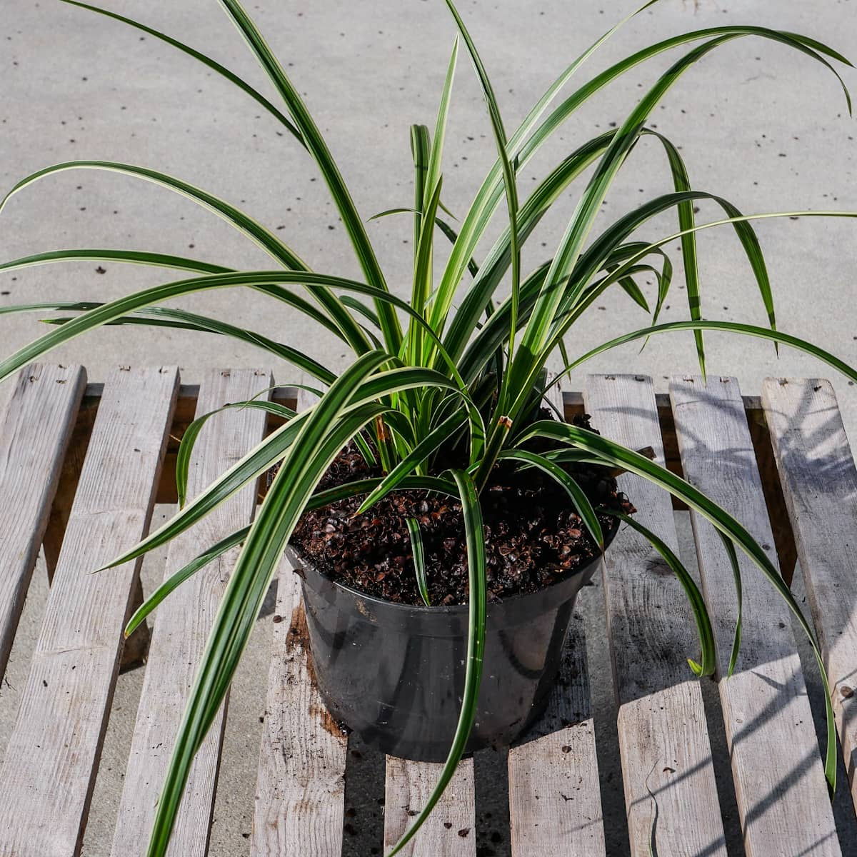 Turzyca japońska Morrowa Ice Dance (C2)| Sadowniczy.pl