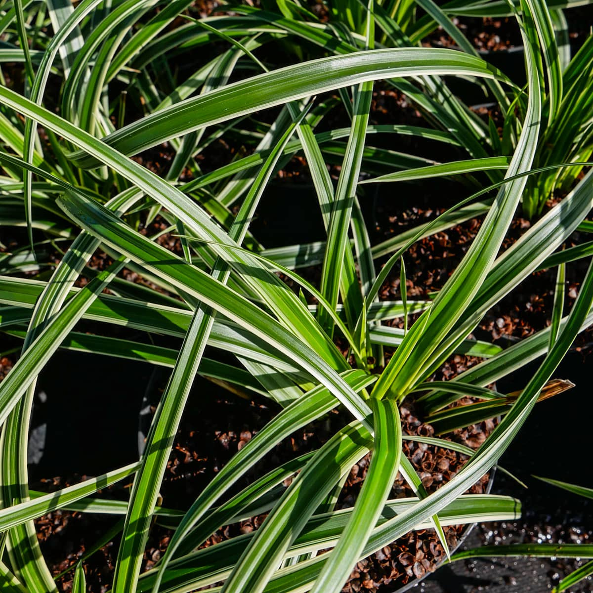 Turzyca japońska Morrowa Ice Dance (C2)| Sadowniczy.pl