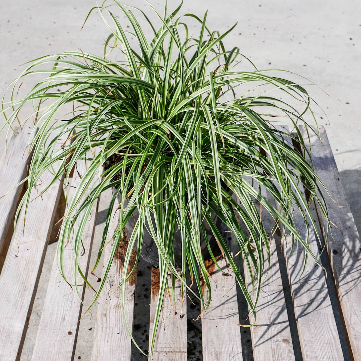 Turzyca japońska Silver Sceptre| Sadowniczy.pl