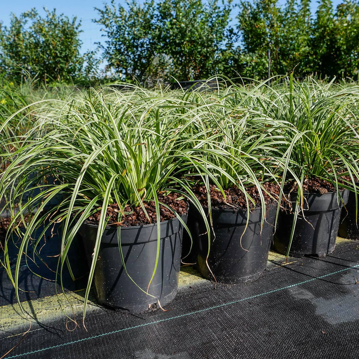 Turzyca japońska Silver Sceptre| Sadowniczy.pl