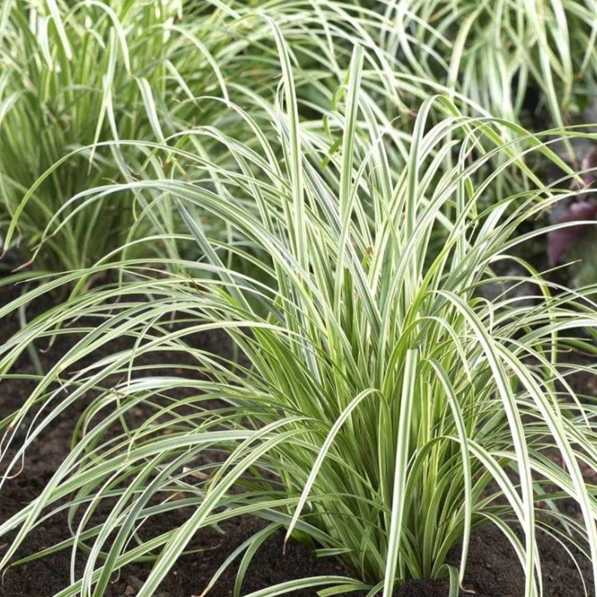 Turzyca japońska Silver Sceptre| Sadowniczy.pl