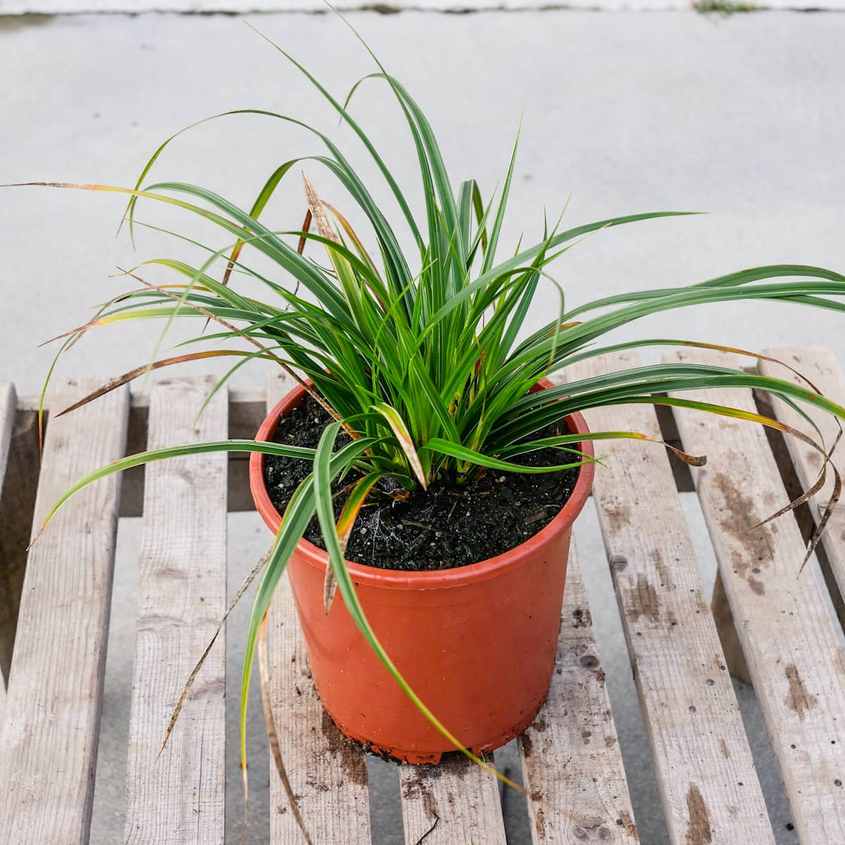 Turzyca japońska pstrolistna Variegata (P9)| Sadowniczy.pl