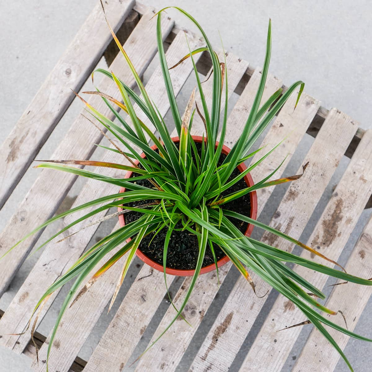 Turzyca japońska pstrolistna Variegata (P9)| Sadowniczy.pl