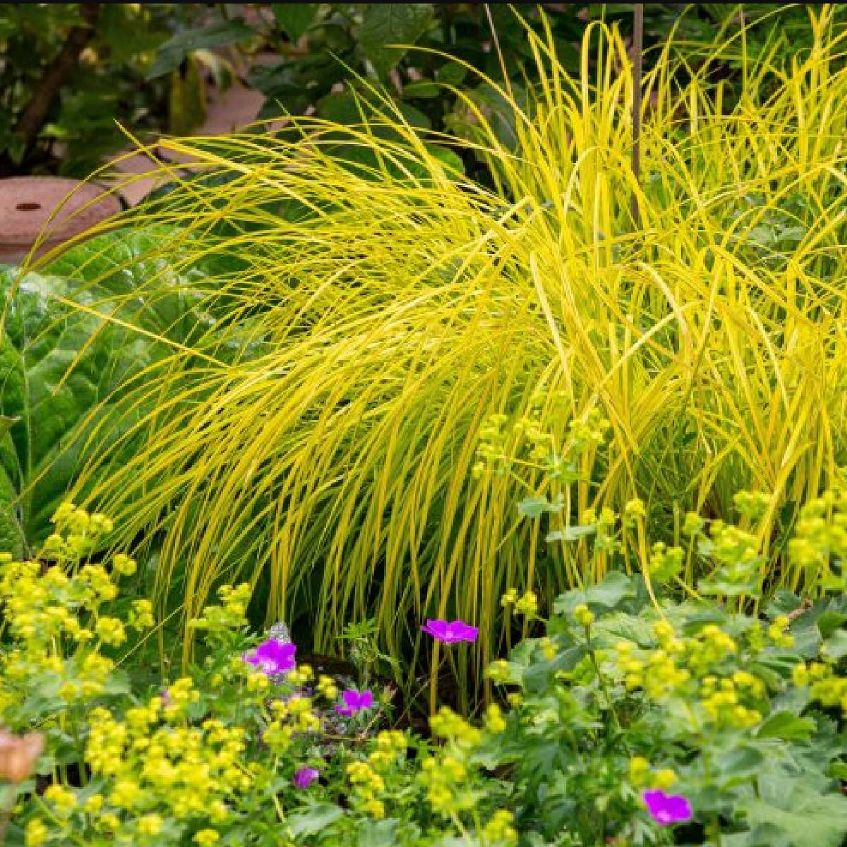 Turzyca sztywna Aurea| Sadowniczy.pl