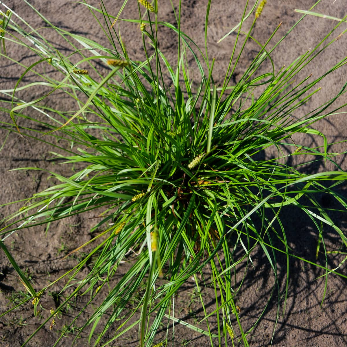 Turzyca żółta| Sadowniczy.pl