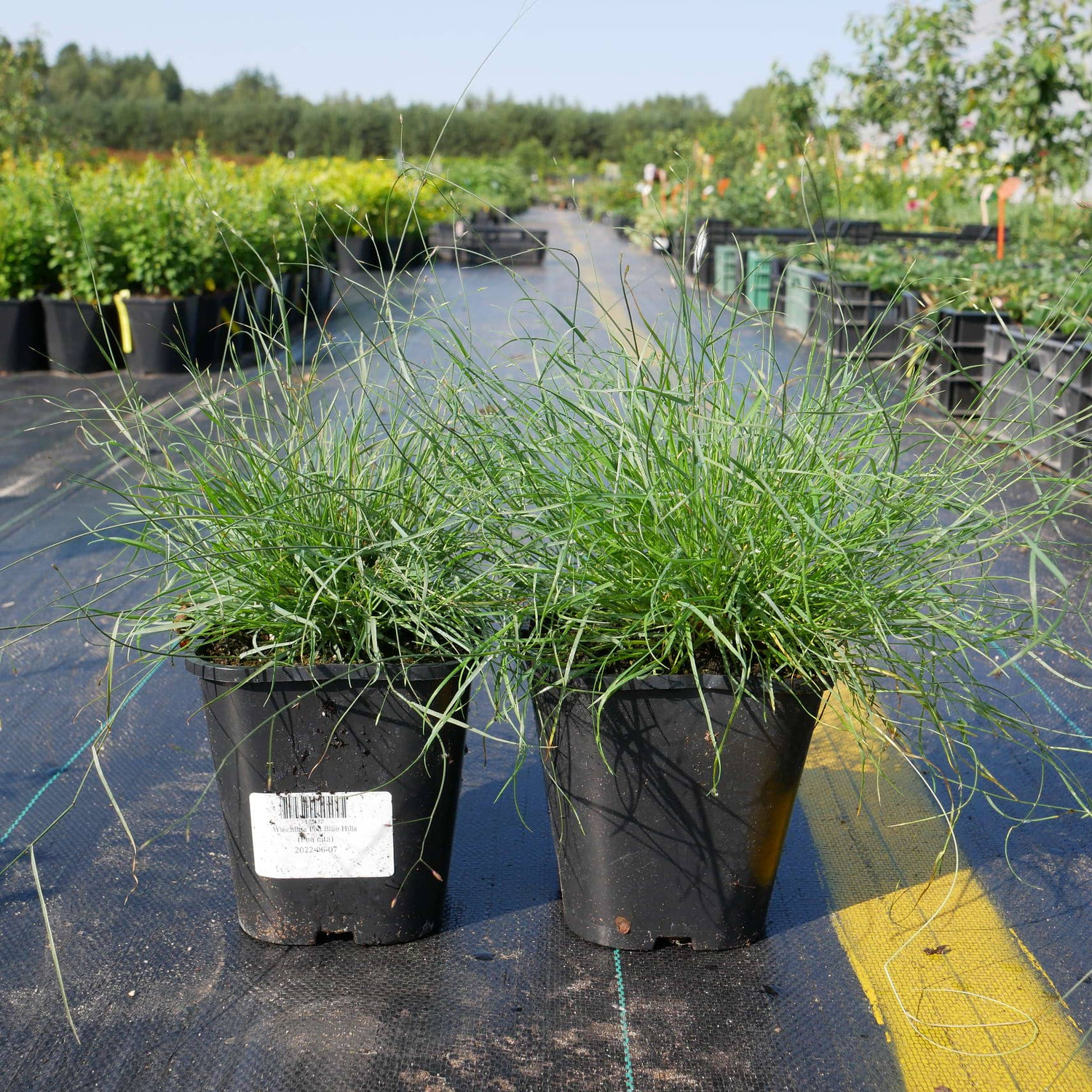 Wiechlina Poa Blue Hills| Sadowniczy.pl