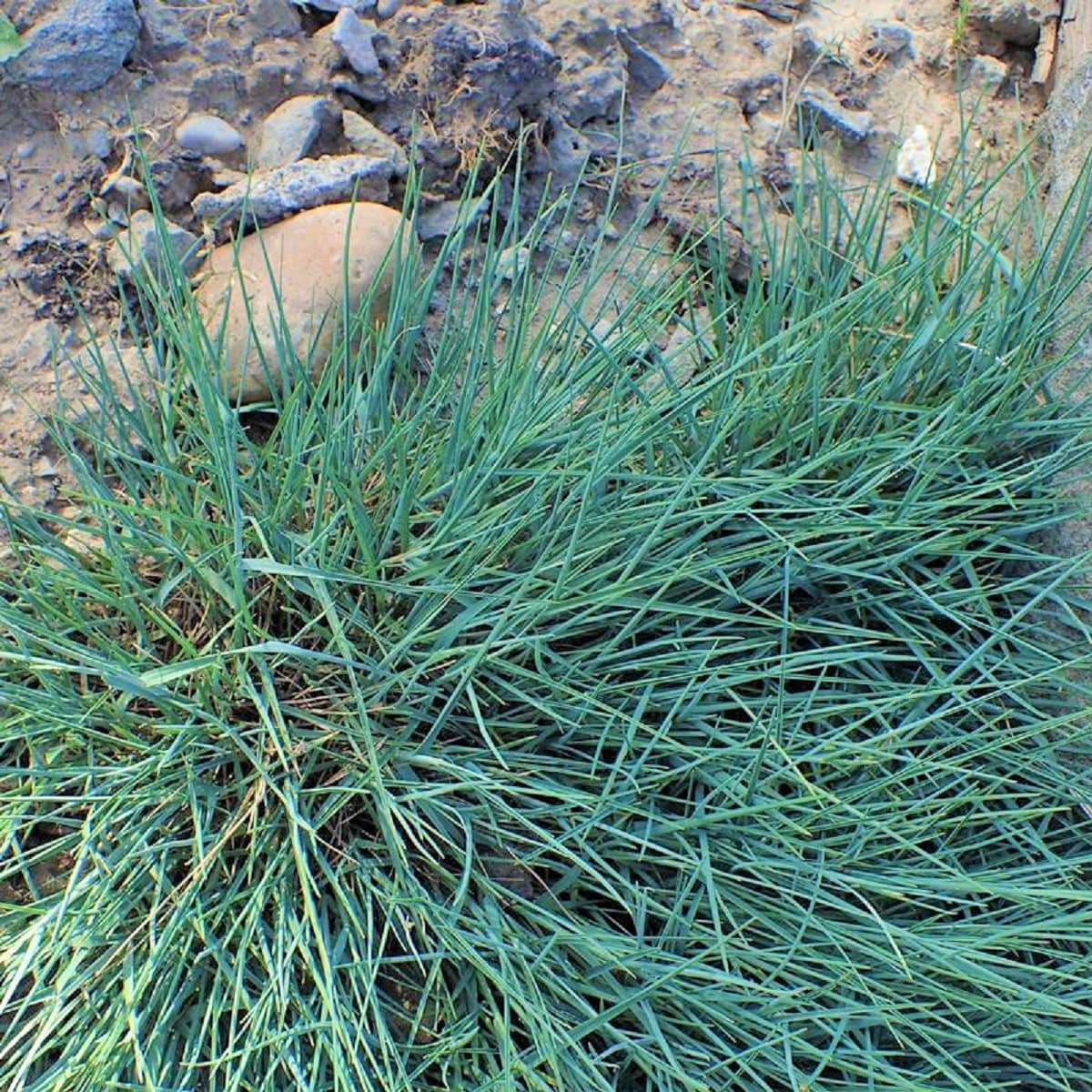 Wiechlina Poa Blue Hills| Sadowniczy.pl