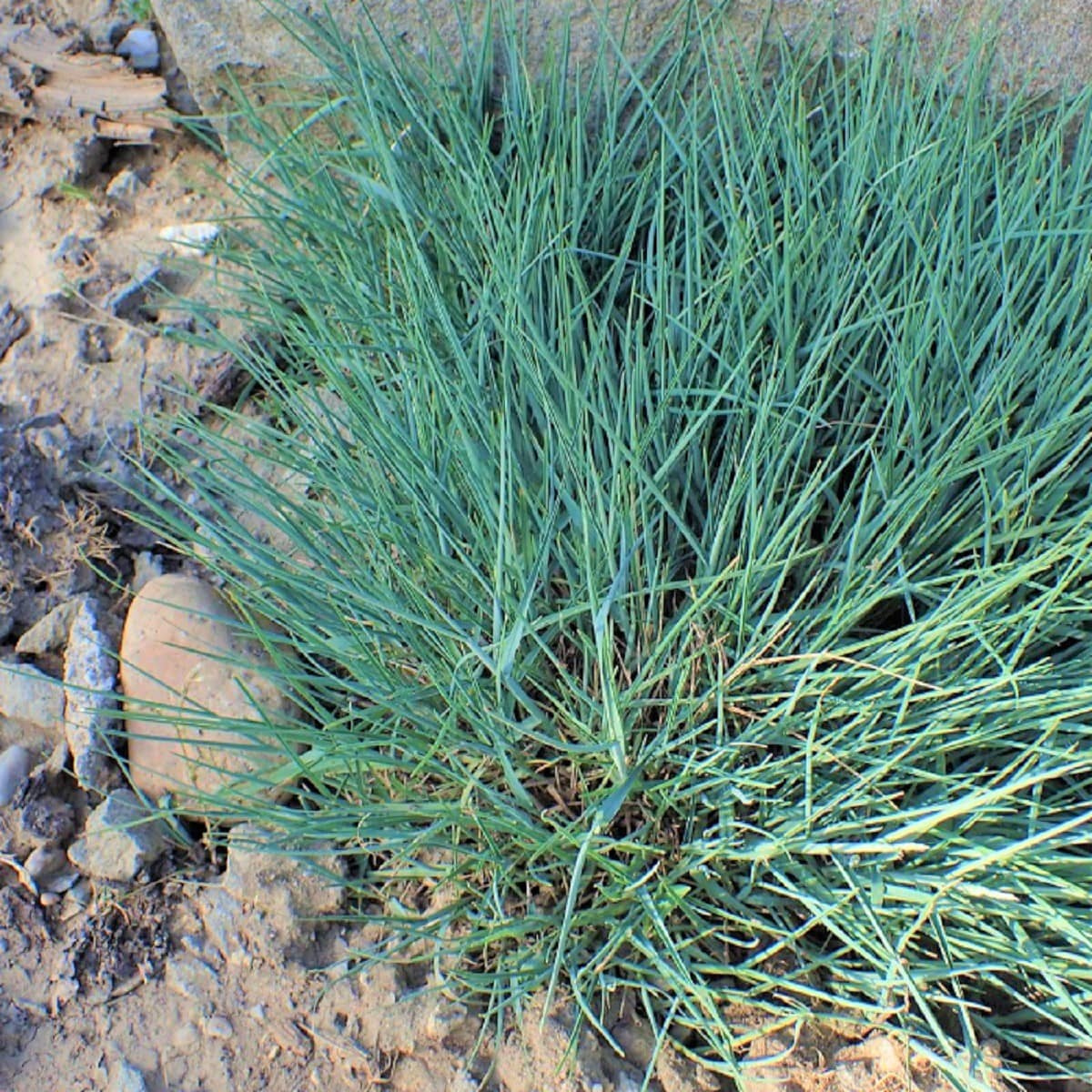 Wiechlina Poa Blue Hills| Sadowniczy.pl