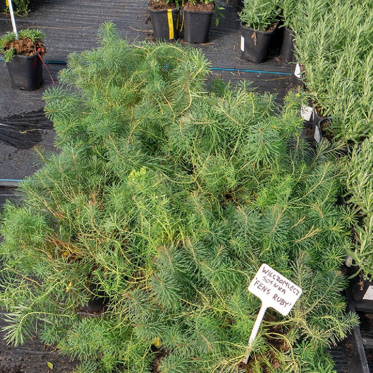 Wilczomlecz sosnka Fens Ruby (C2)| Sadowniczy.pl