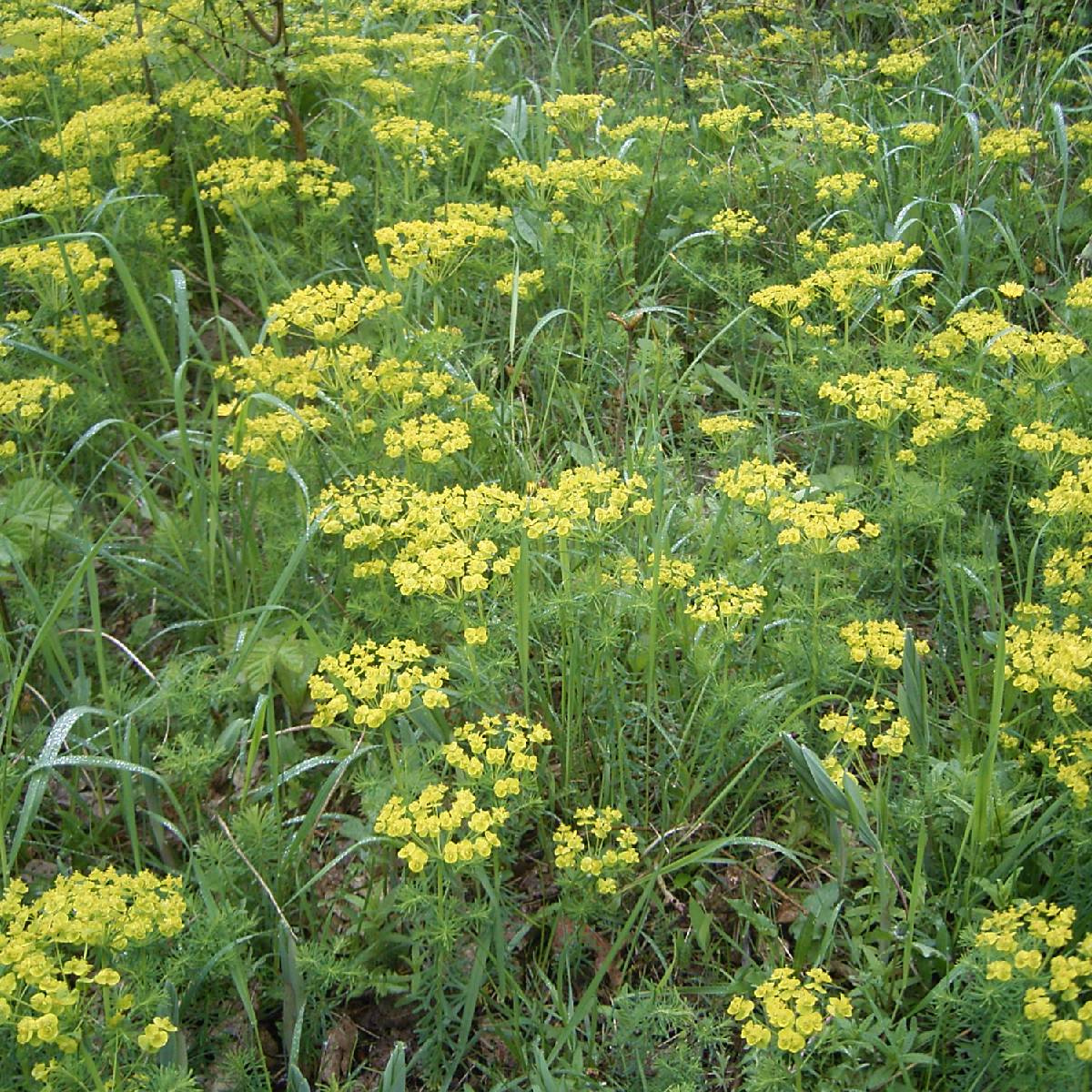 Wilczomlecz sosnka Fens Ruby (C2)| Sadowniczy.pl