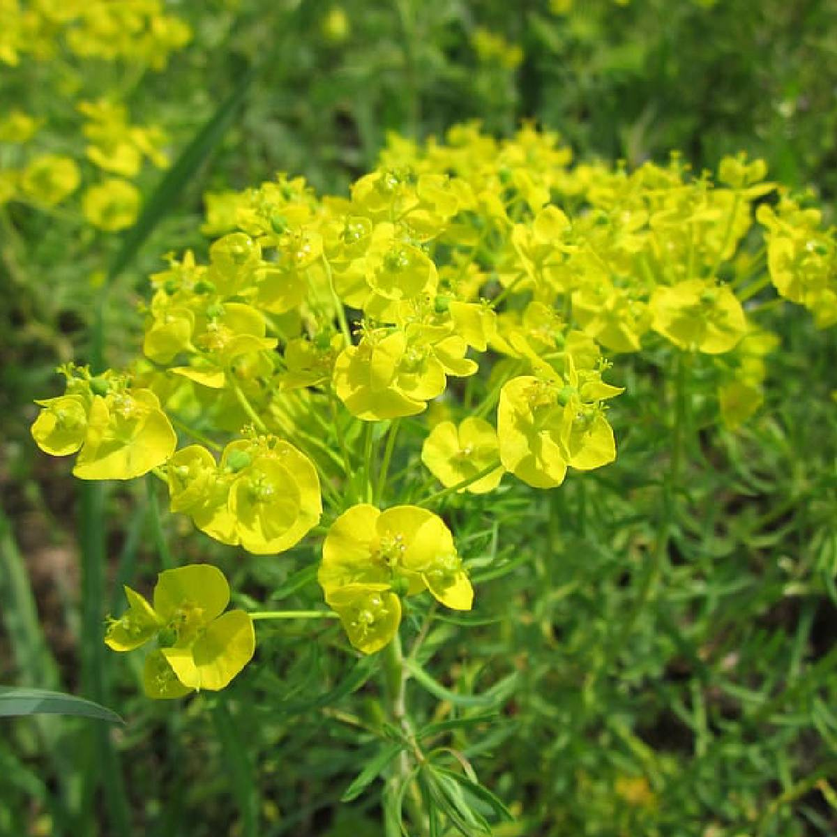 Wilczomlecz sosnka Fens Ruby (C2)| Sadowniczy.pl