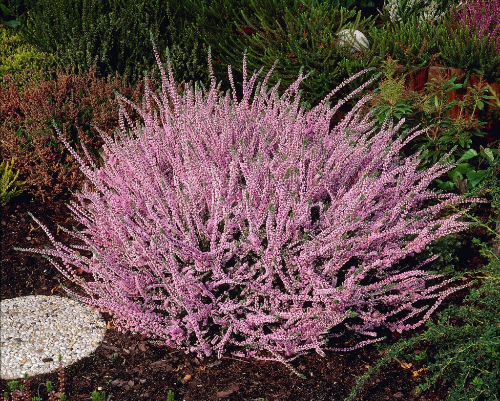 Wrzos pospolity Calluna vulgaris Marleen | WRZOSY BYLINY \ Zobacz ...