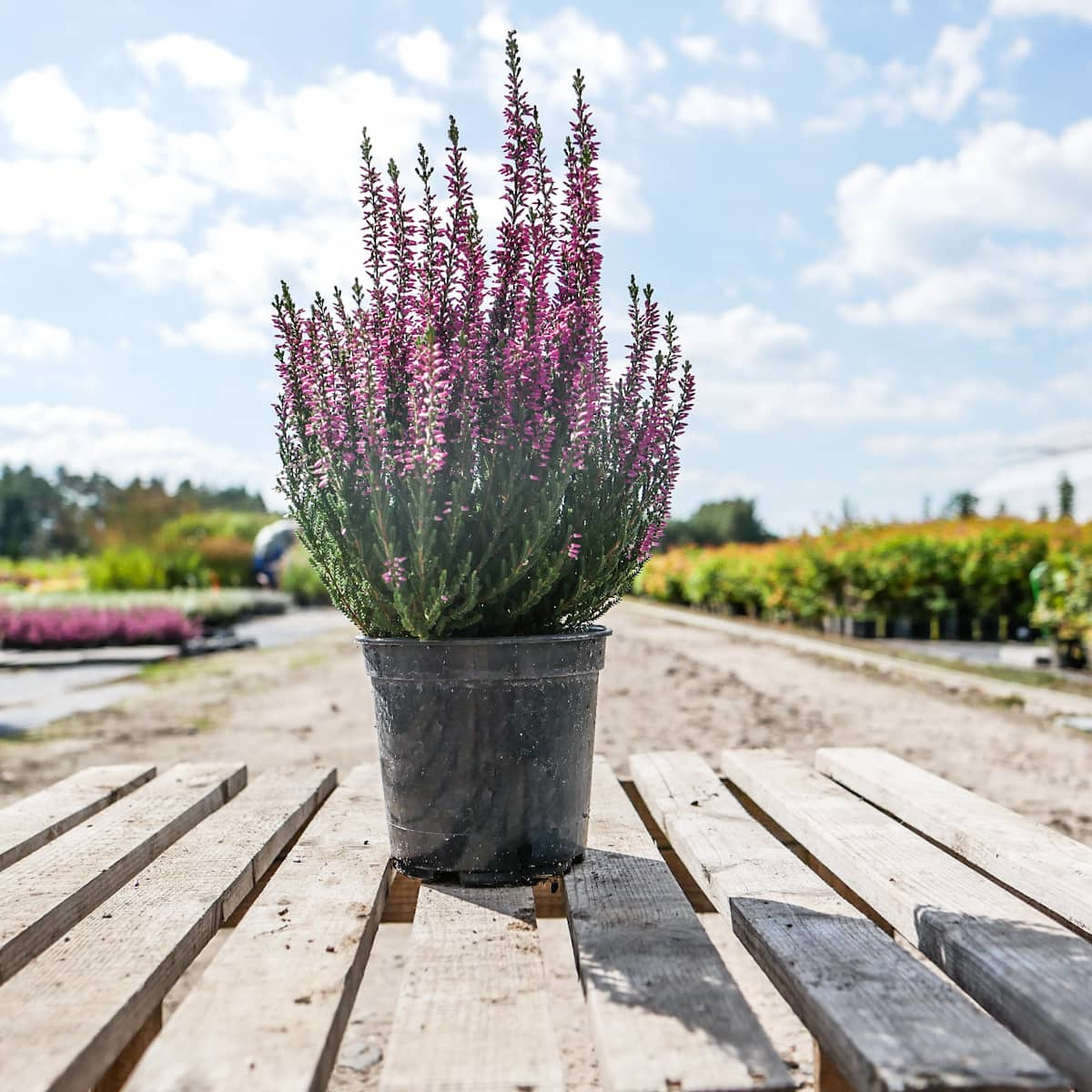 Wrzos pospolity Libra| Sadowniczy.pl